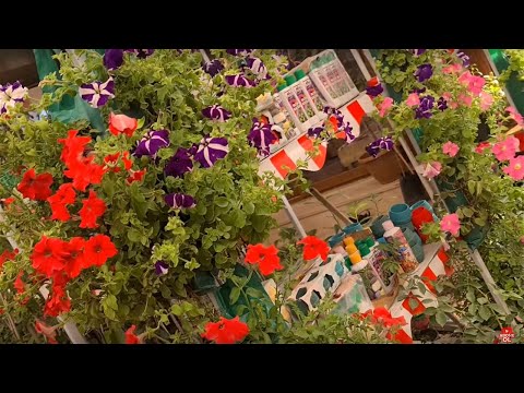 Erkmen Seralarında Çiçek Turu (Keskin Peyzaj & Doğa Peyzaj)