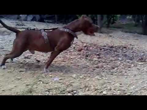 Pitbull vs Pantera.mp4 - YouTube