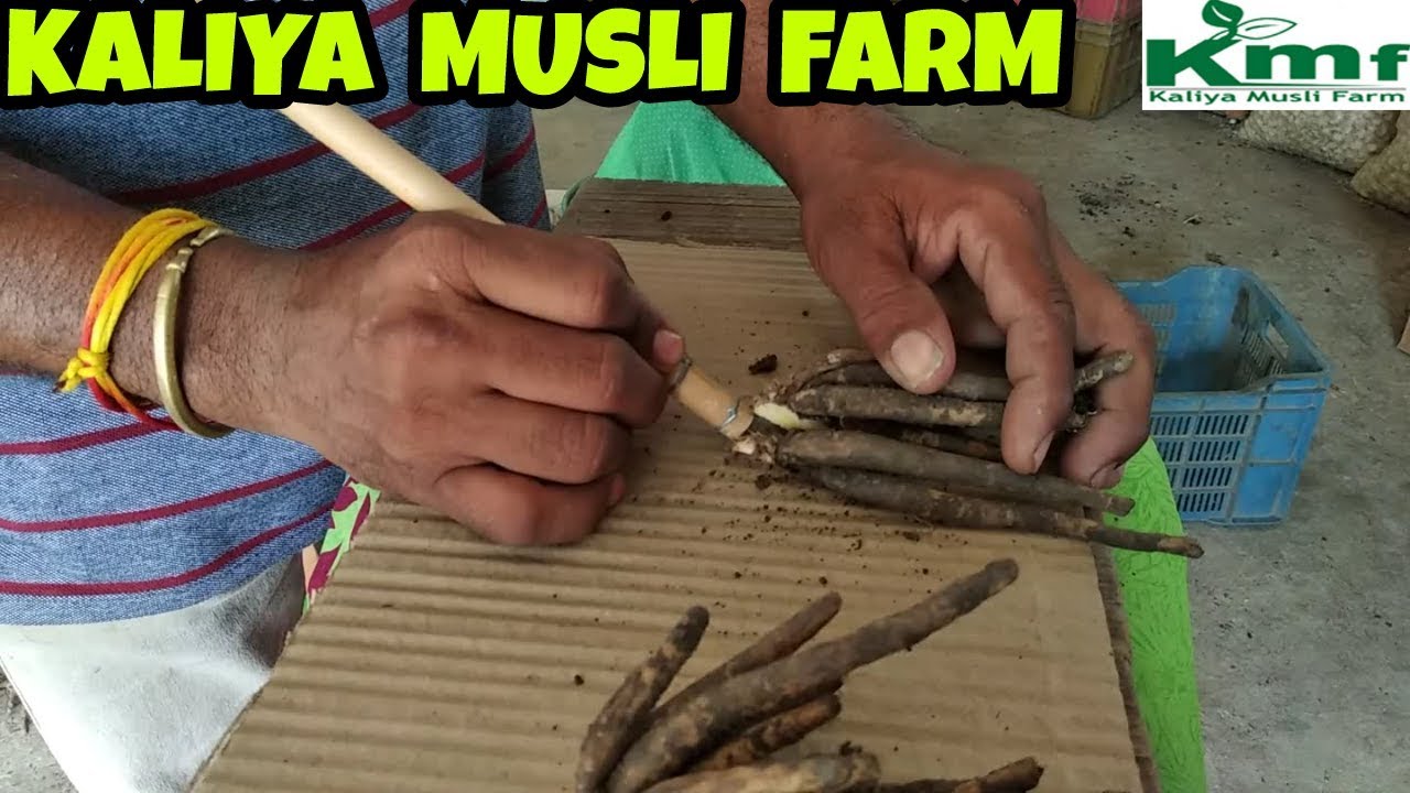 सफेद मूसली के बीज की कटाई (9926054093) | WHITE MUSLI PLANTING MATERIAL ...