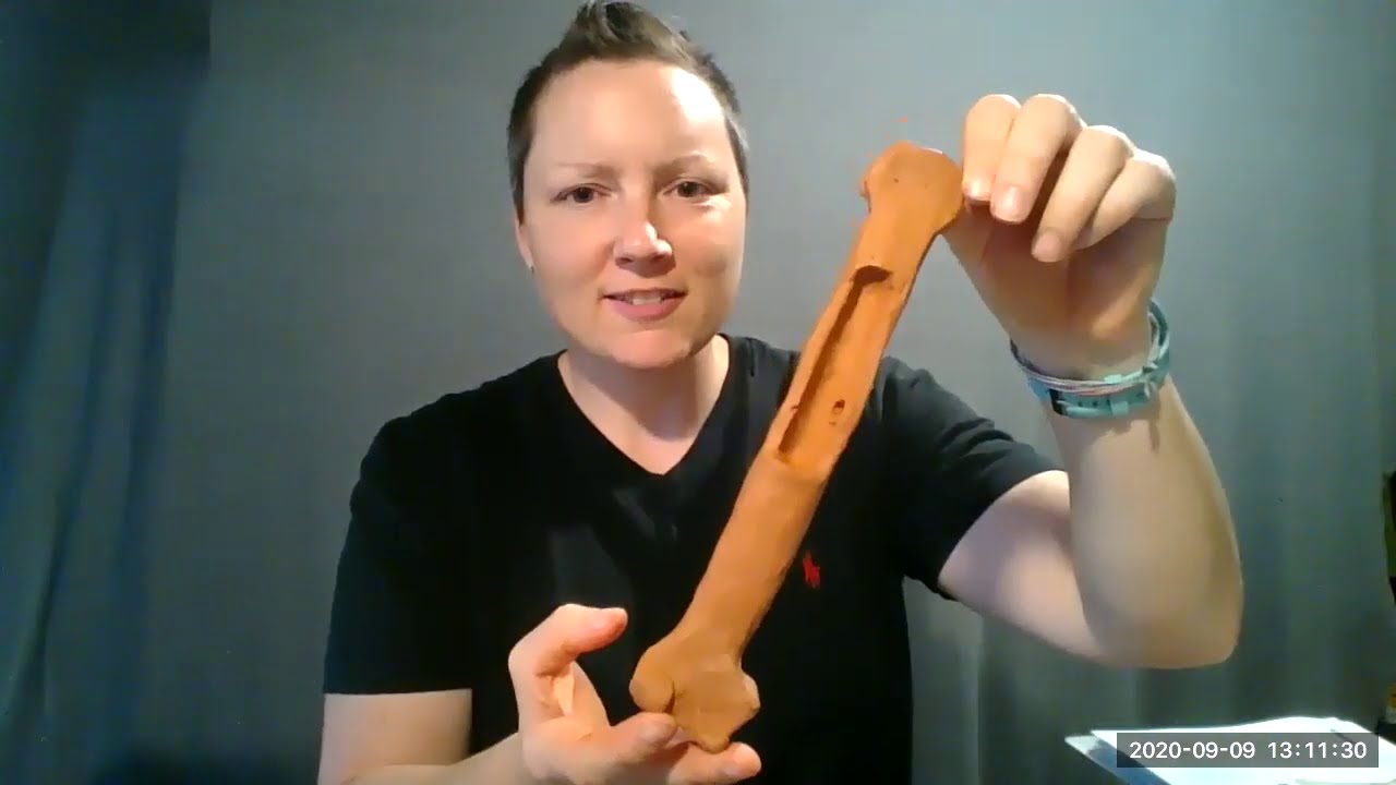 Building a Long Bone - YouTube