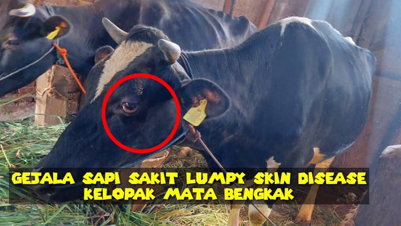 Sapi LSD parah Sembuh kembali - YouTube