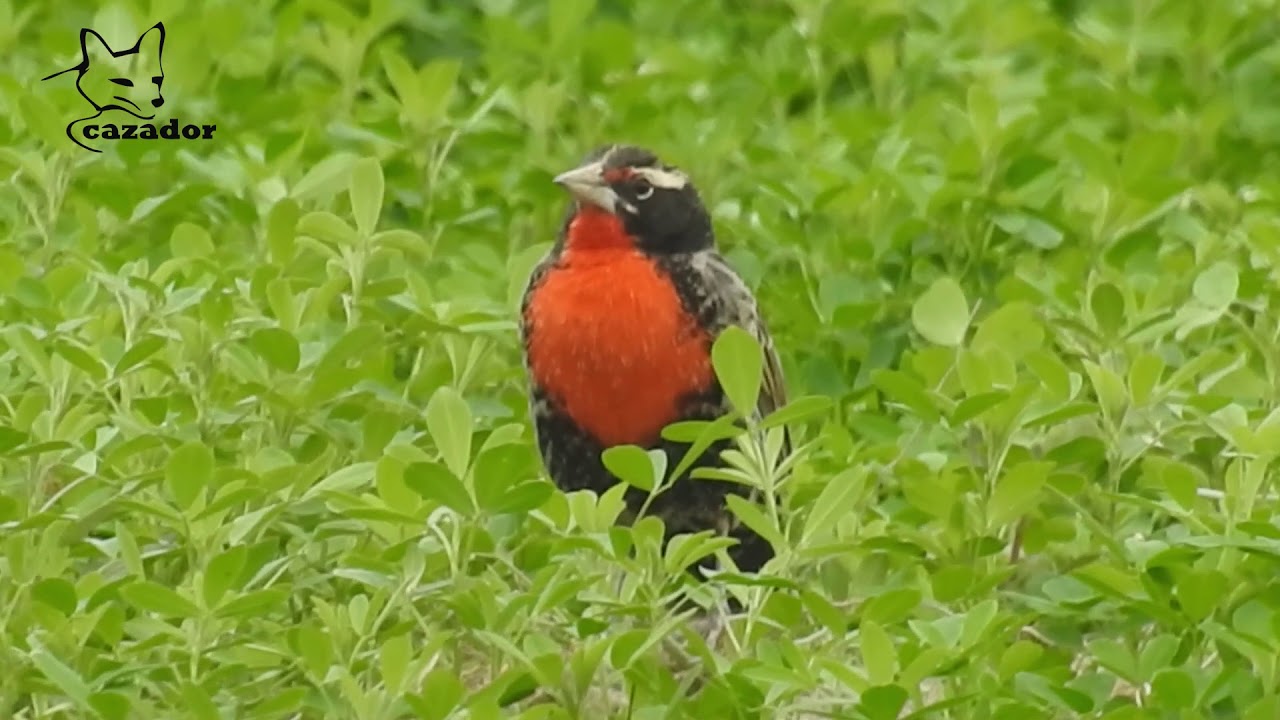 CHIROTE 🐦🐦🐦 - YouTube