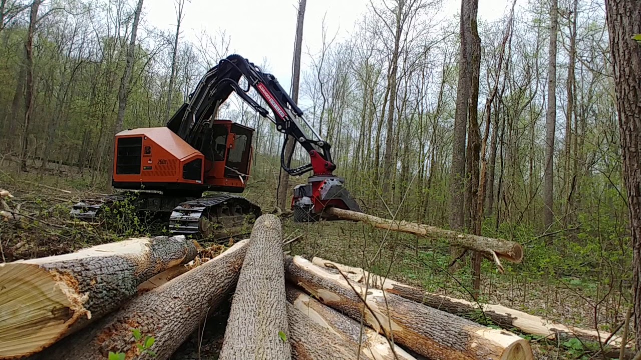 Cutting a little wood Barko 260b - YouTube