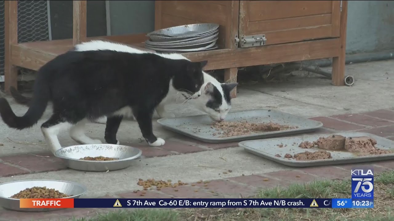 Feral cat population in Los Angeles estimated at 1 to 3 million, animal ...