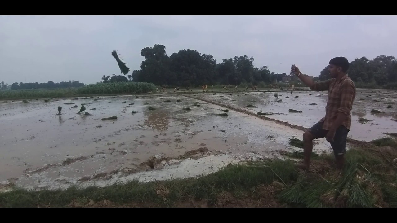 किसान अपने खेत में धान के पौधे कैसे बिखेरते हैं | Farmer throwing paddy ...