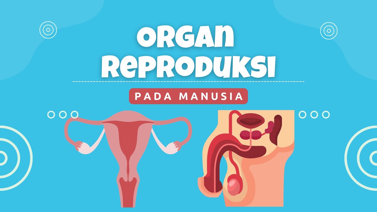 Organ Reproduksi Manusia dan Fungsinya - YouTube