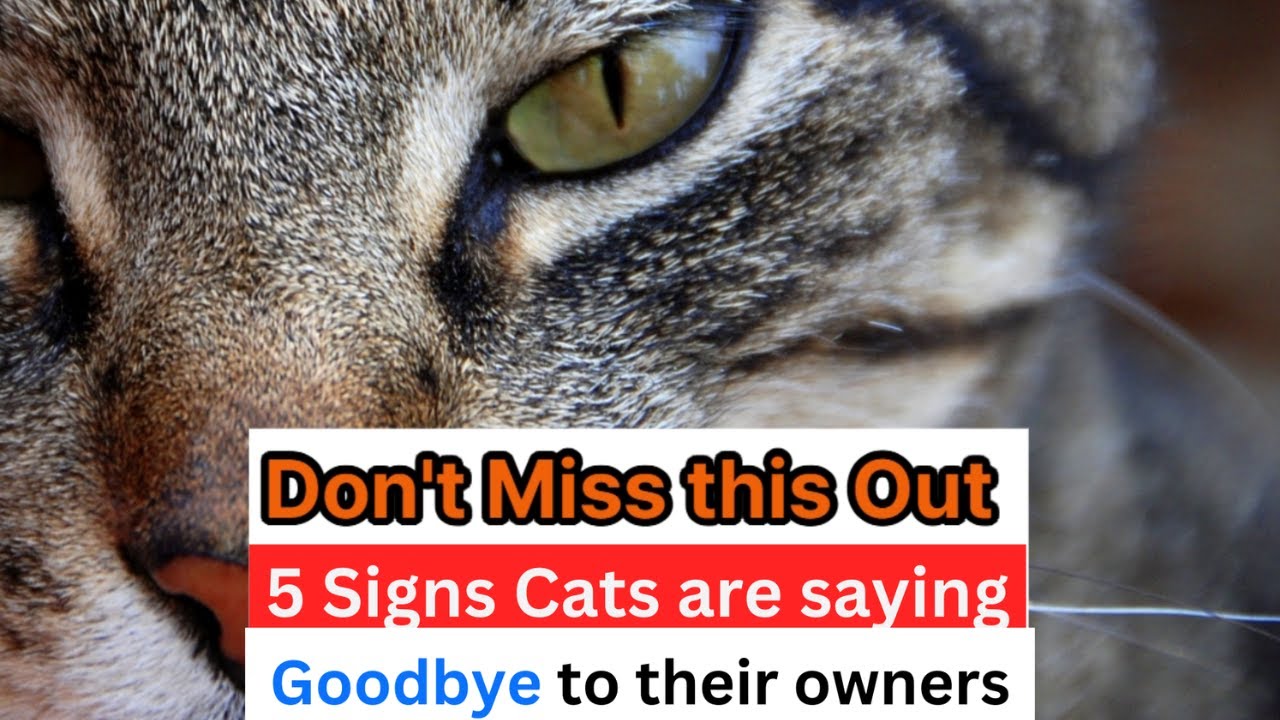 5 Signs that cats are saying Goodbye to their owners. #Cat Memorial ...