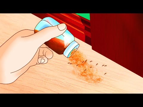 Evdeki Böceklerden Kurtulmanın 7 Etkili Yolu