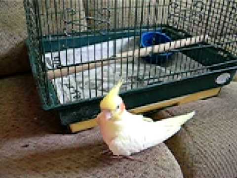 The Most Amazing Tricks - the Clever Cockatiels Escape!!!!!!! - YouTube