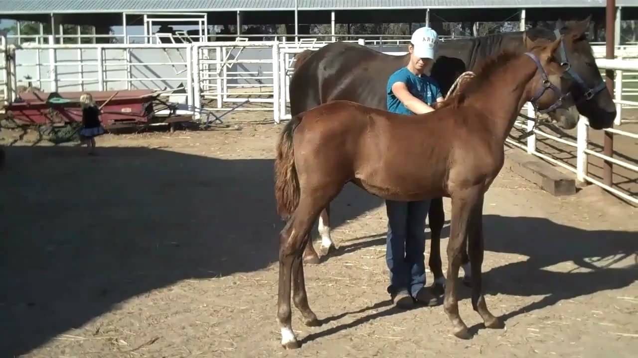 Silver Bell Barn 2010 Lusitano Foals For Sale - YouTube
