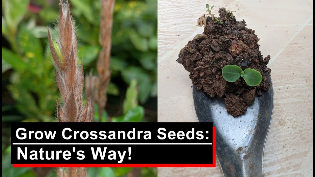 Grow Crossandra Seeds the Natural Way (With a Little Helping Hand ...