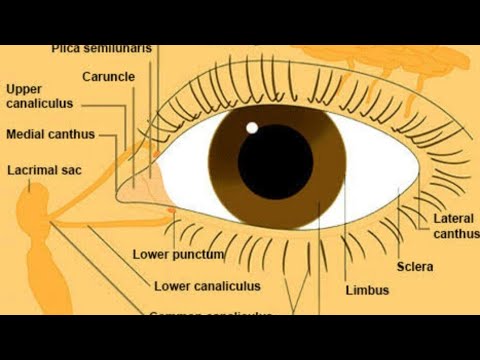 LACRIMAL APPARATUS( SECRETE TEAR AND DRAIN ) - YouTube