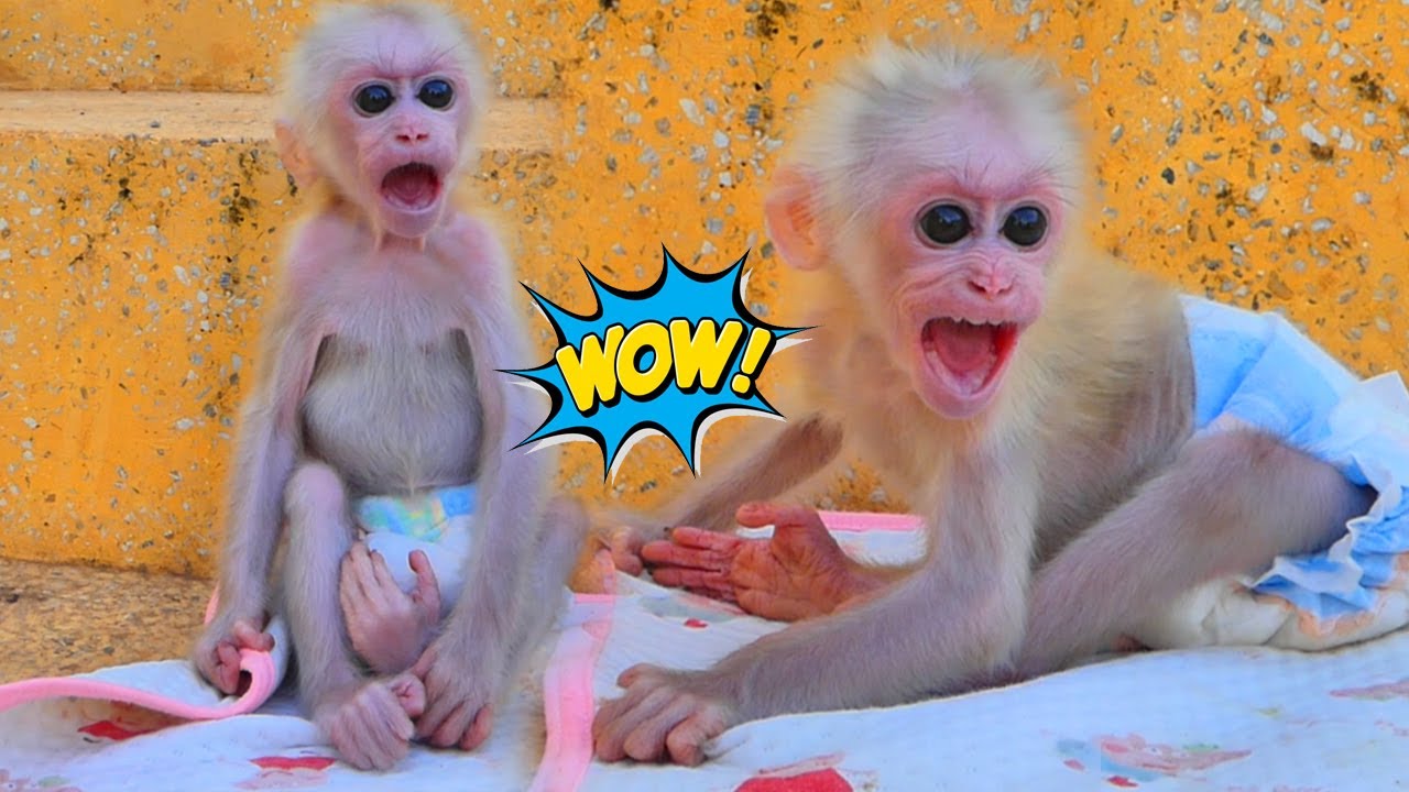 What's happening for Kira? Cute baby look so wonder #animals #short # ...