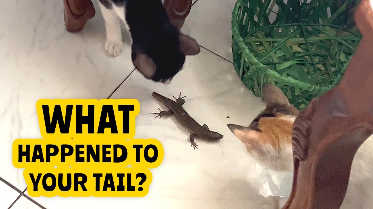 Cat and Lizard Friends - YouTube