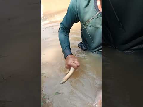 Tak d sangka 1 kolam dapat belut banyak ! pesta strike ABG Bohay, autopenuh koja