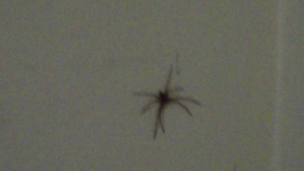Haitian Spider - YouTube