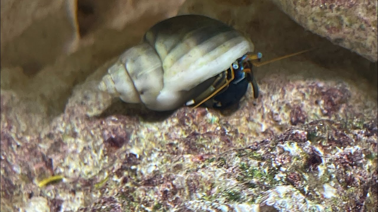 Blue eyed hermit try’s on new shell!! #saltwaterfishtank #fishlife # ...