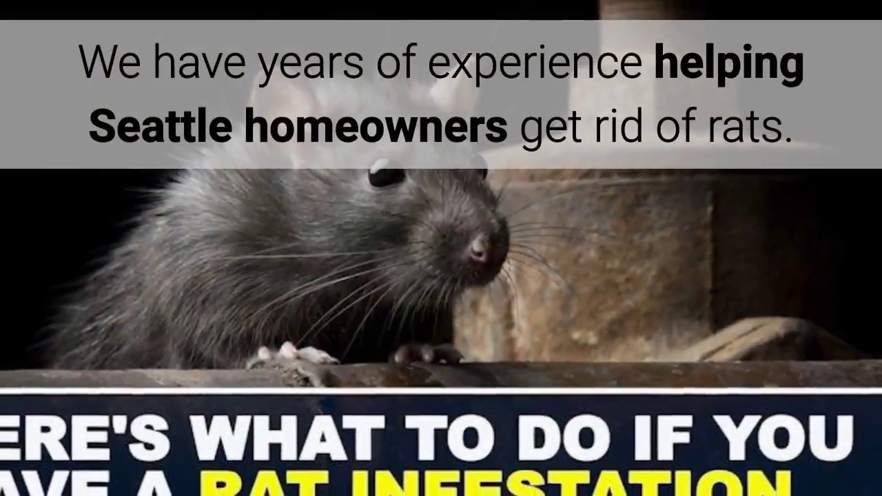 Rat Control Seattle | Rodent Control Seattle | King Clean Crawl - YouTube