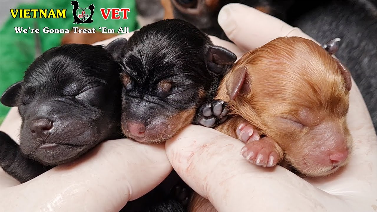 First moment in life of 3 baby newborn puppy at VET – Hello this World ...
