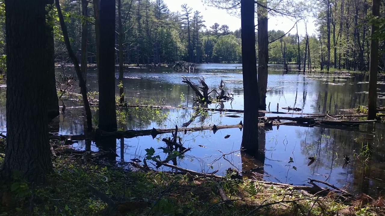 Quiet pond relaxation and meditation sounds - YouTube