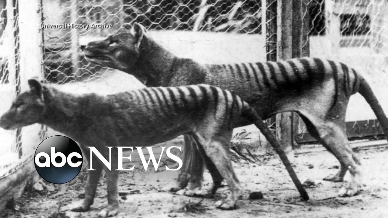 Texas-based company trying to resurrect extinct animal species l ABCNL ...