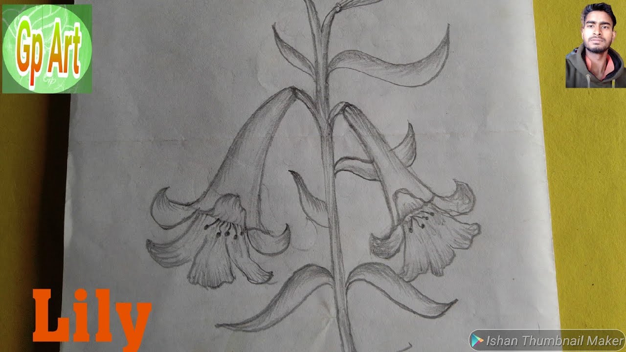 How to draw lily flower लिली का फूल कैसे बनाए - YouTube
