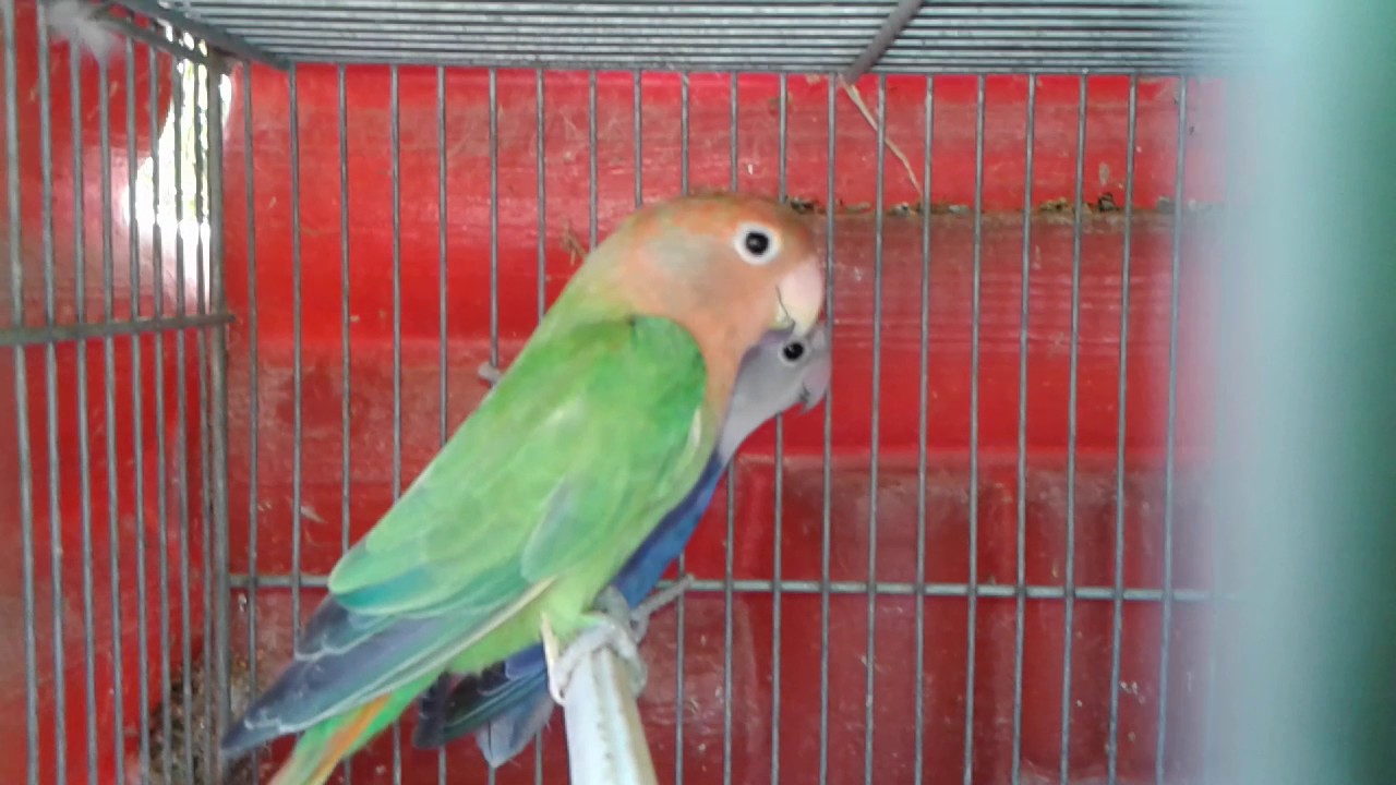 Peach-faced Lovebirds Mutations pair,.!! - YouTube