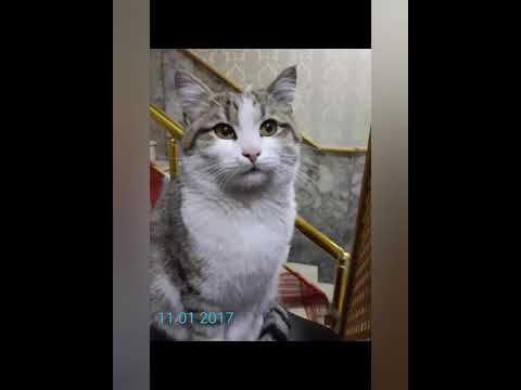 38minnoş slayt kayseri kedisi #kedi #kedisevgisi #minnoş #slayt