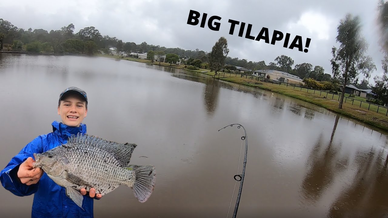 SUB-URBAN TILAPIA FISHING IN BRISBANE! - YouTube