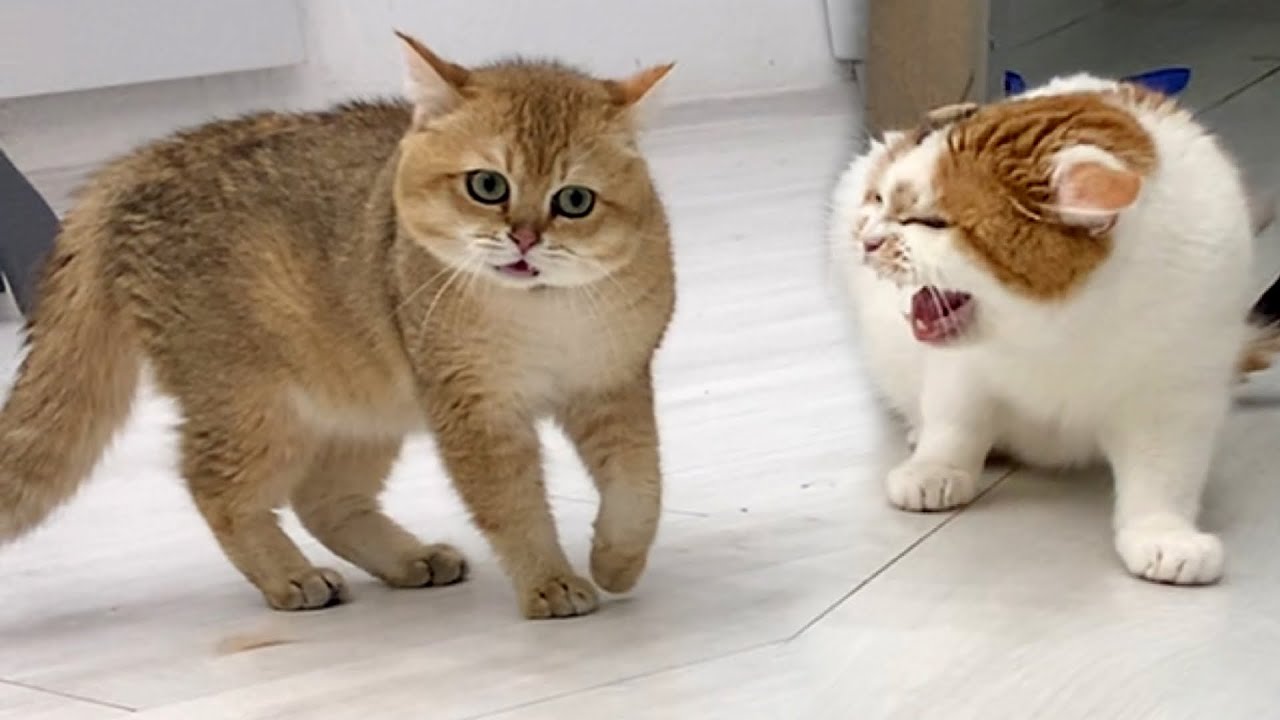 Dad cat decided to scold mom cat - YouTube
