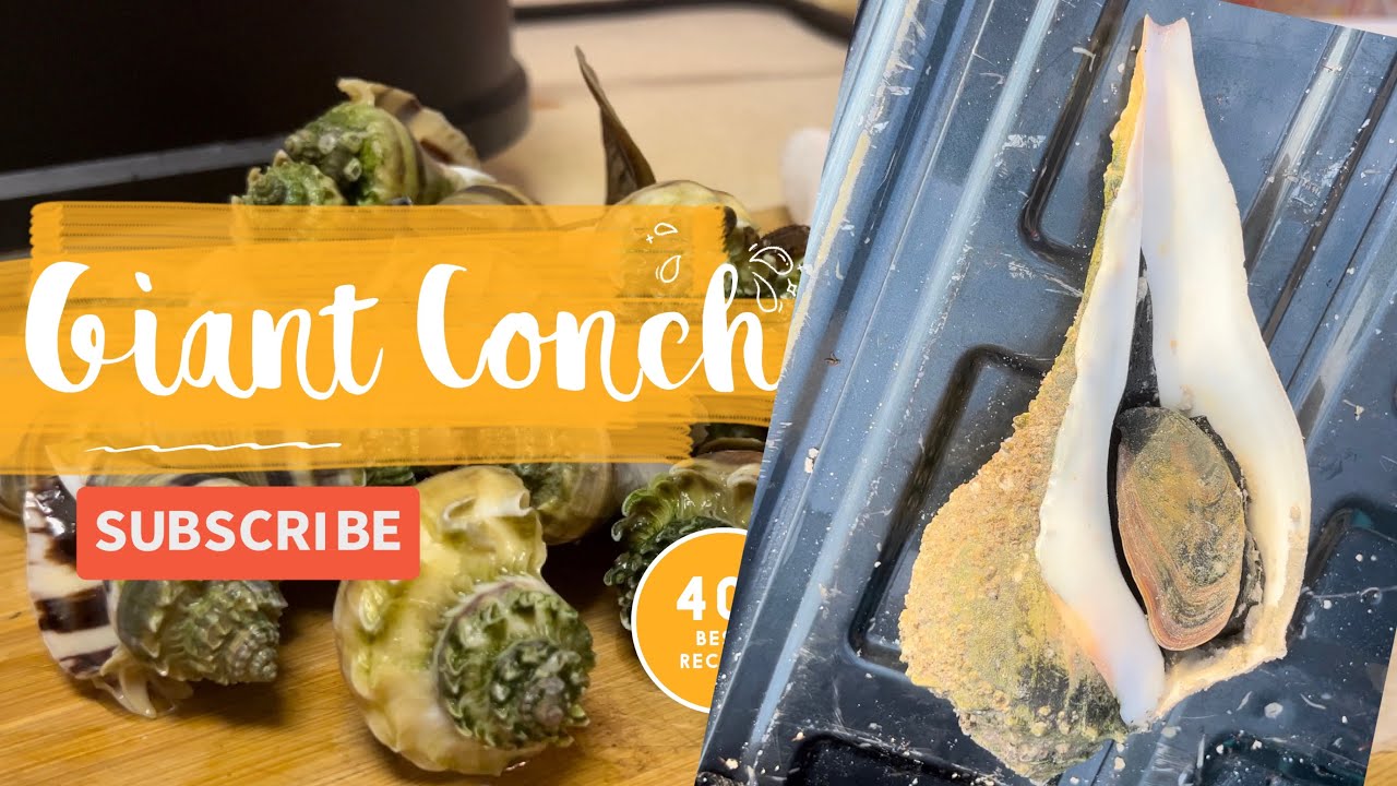 Giant horse Conch recepi #catch and #cook #conch #horseconch - YouTube