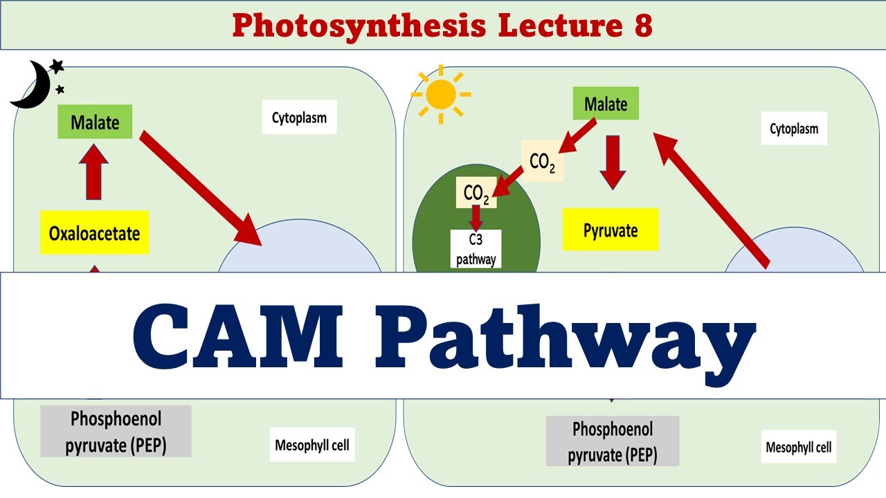 CAM Pathway | Crassulacean acid metabolism pathway | Photosynthesis L8 ...
