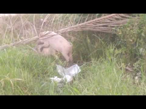 #lucu #lucu_viral Viral Hewan Babi Kawen