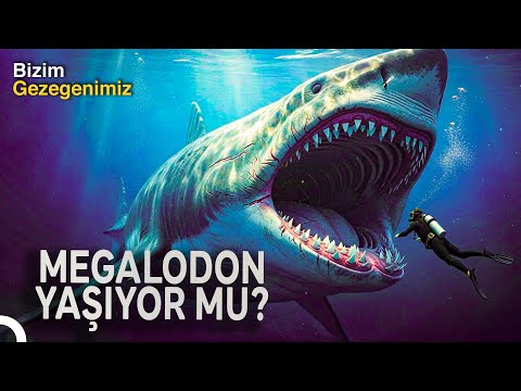 Dünyanın En Büyük Avcısı: Megalodon! | Türkçe Dublaj Belgesel