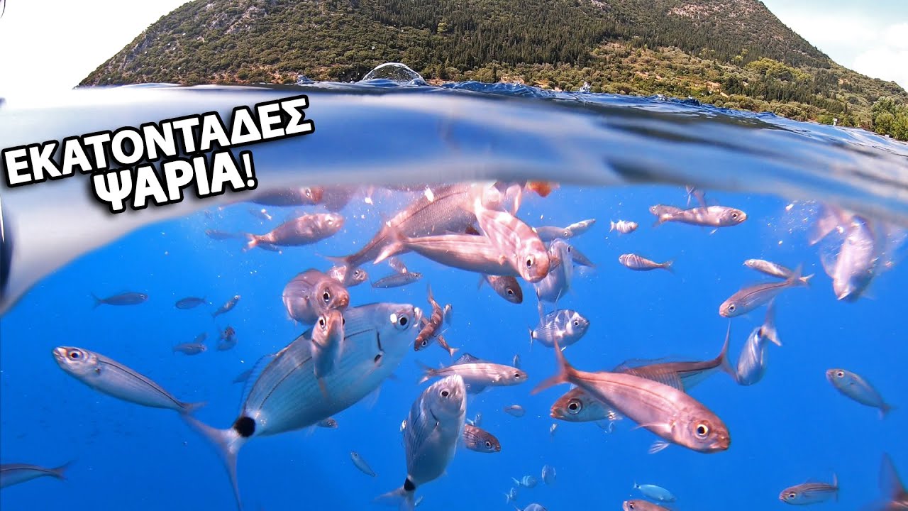 Ήρθε Ένα Πεινασμένο Κοπάδι Ψάρια Δίπλα Στο Κότερο! - YouTube