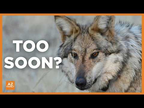 Trump order could strip endangered status from Mexican gray wolf