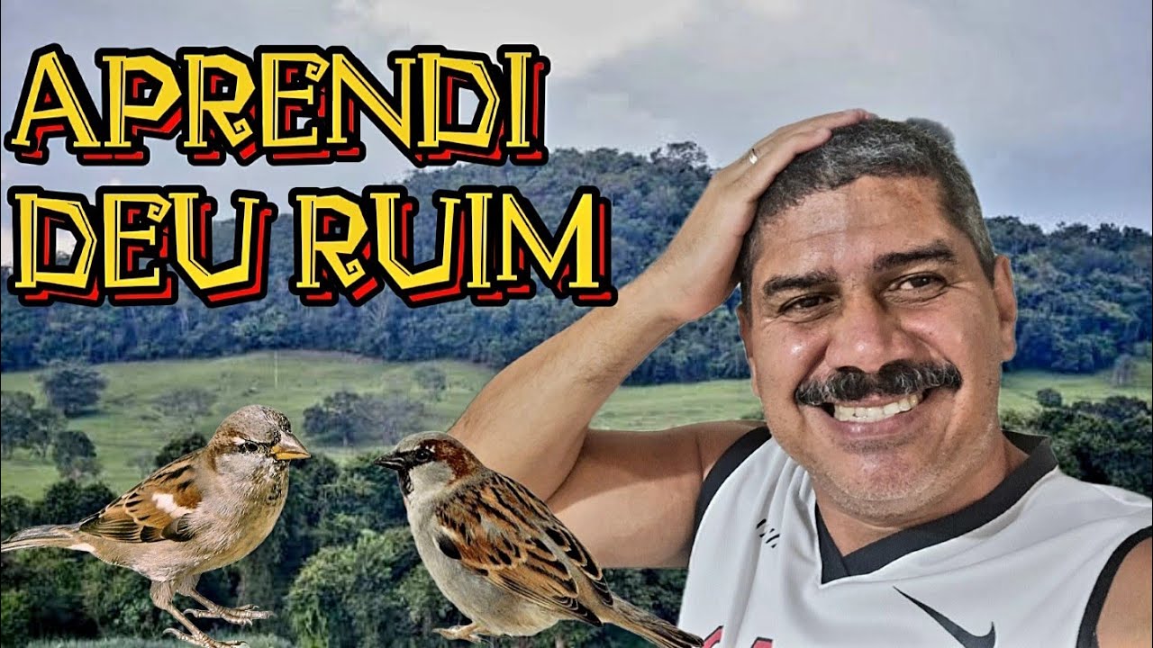 OS PARDAIS ESFRIOU MEUS COLEIROS. - YouTube