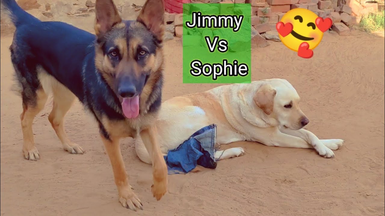 Dogs Fight Video | Belly Rub | Labrador Jimmy Vlogs - YouTube