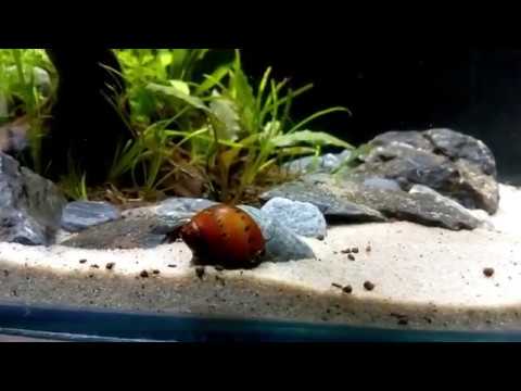 Red spotted snail in my tank - YouTube