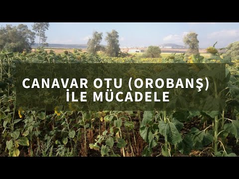 Canavar Otu (Orobanş) Nedir? Nasıl Mücadele Edilir?