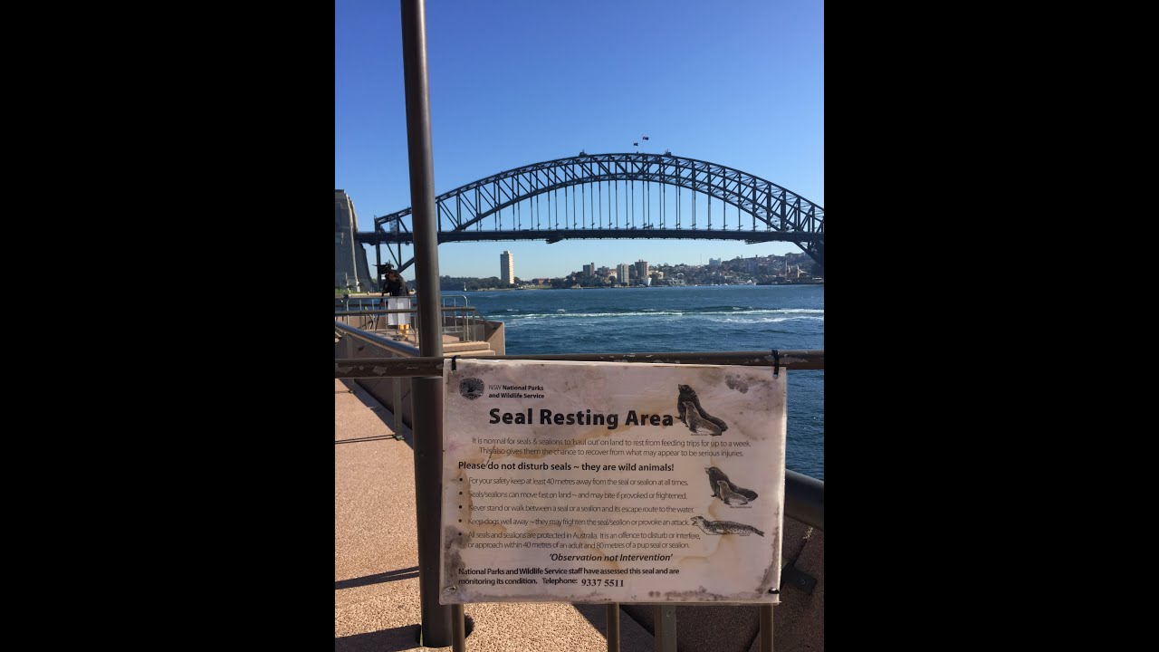 Sammy the Sydney Opera House Seal on Sarah´s Music - YouTube