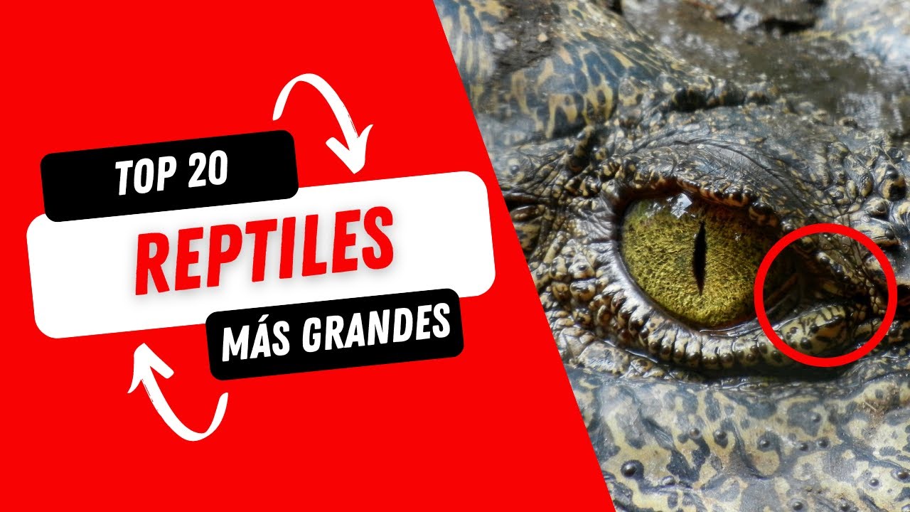 ¡Increíbles! TOP 20 REPTILES más GRANDES - YouTube