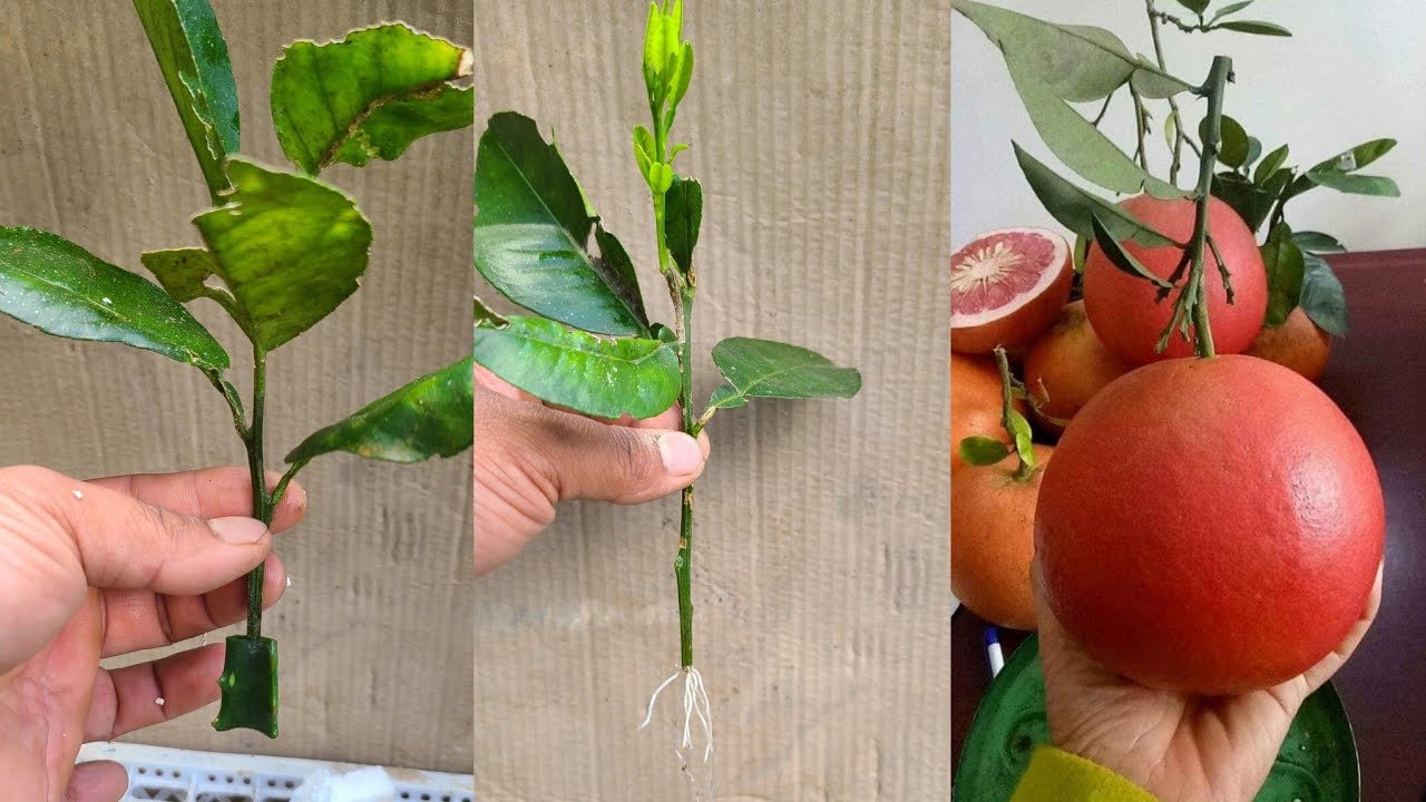 how to cut hydroponic pomelo cuttings thanks to aloe vera - YouTube