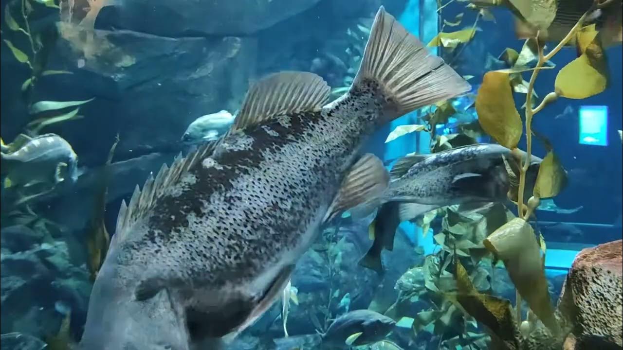 Ripley’s aquarium - YouTube
