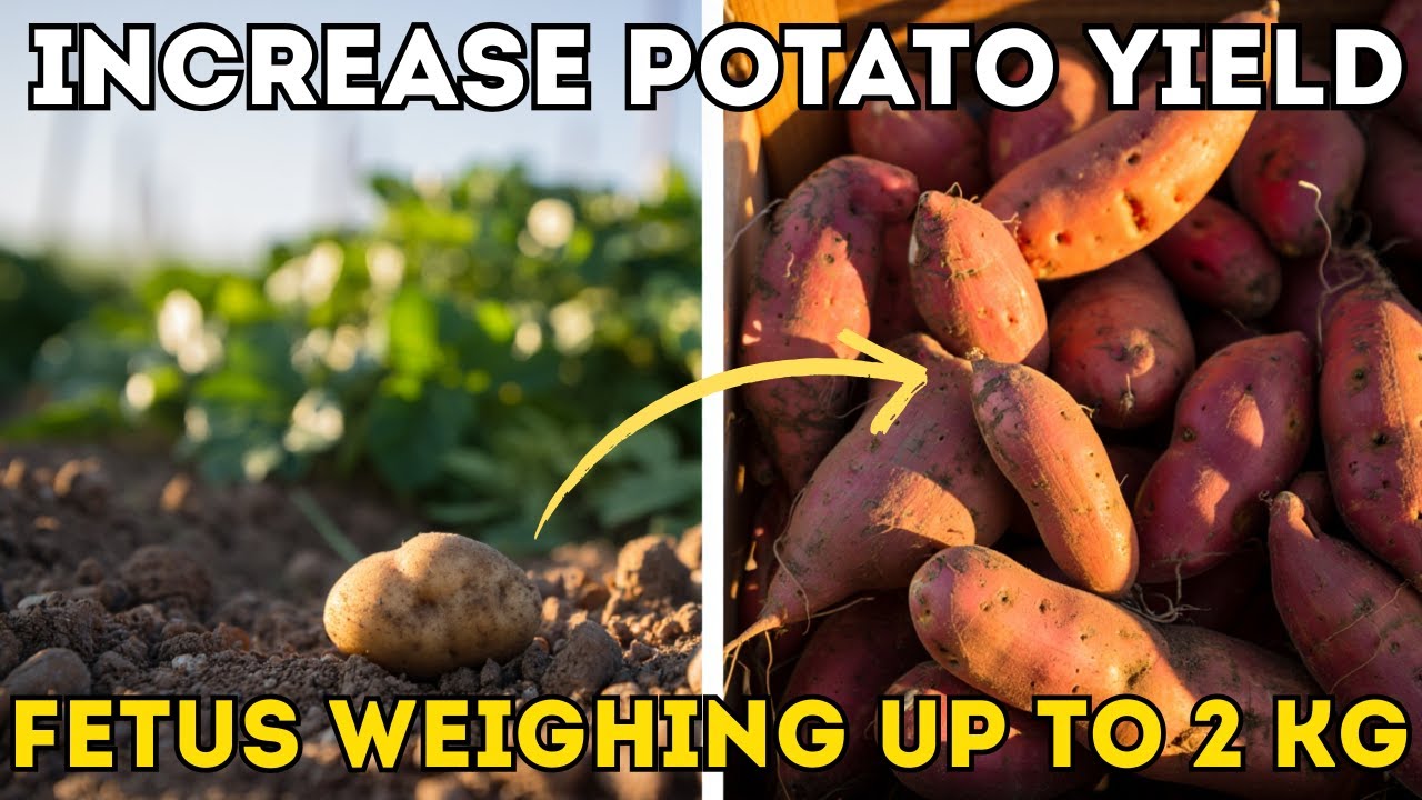 Giant Potatoes In Your Own Garden! A Method That Will Increase Your ...