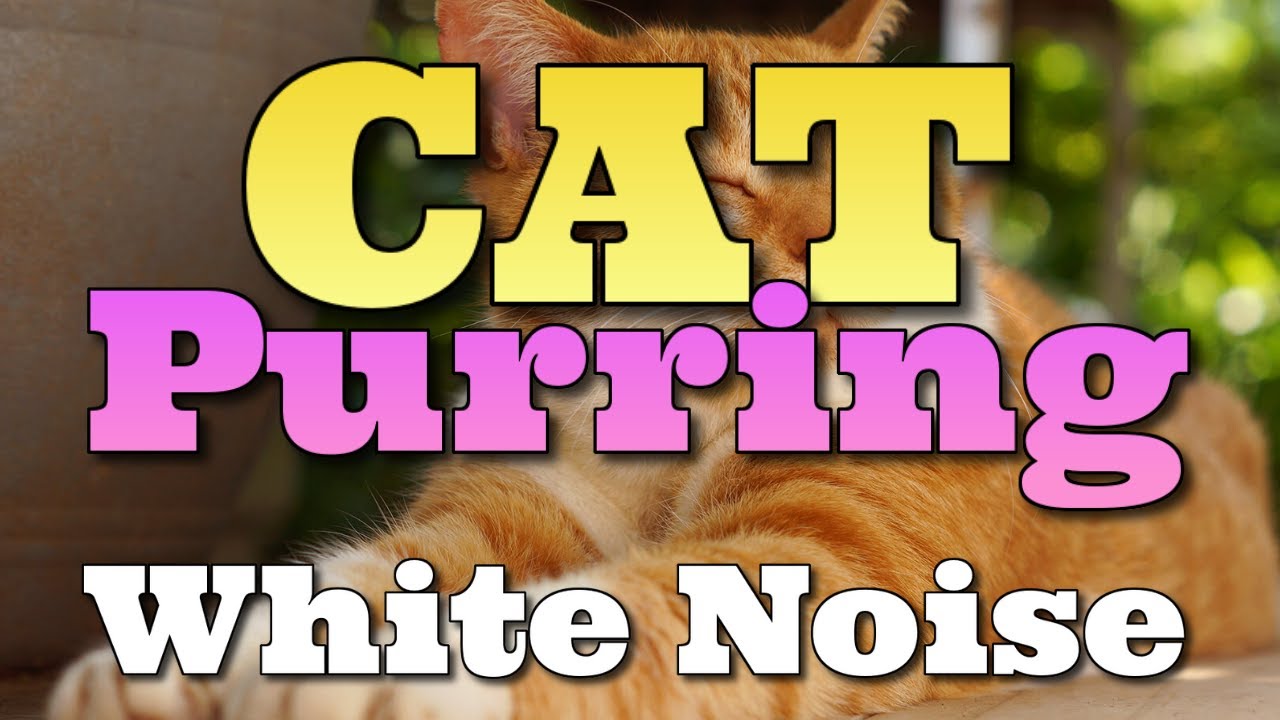 Cat Purring Sounds For Sleep : White Noise - YouTube