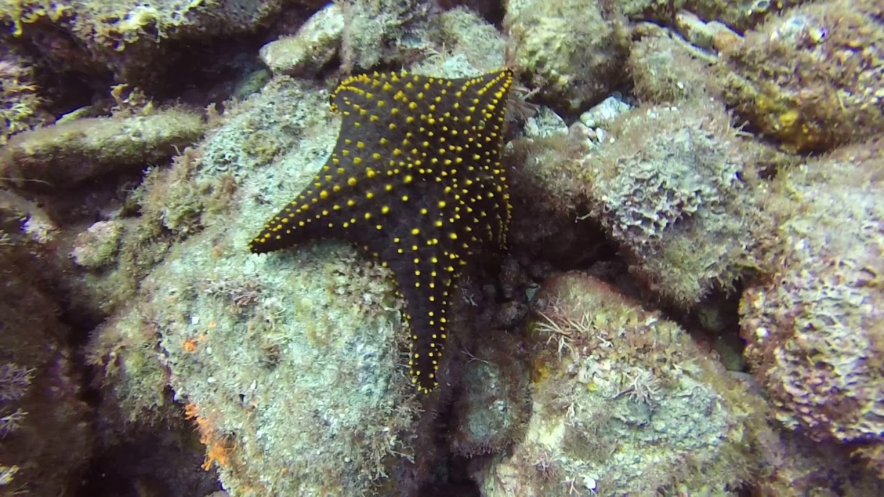 9.1.18 starfish - YouTube