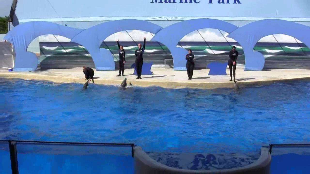 Gulf World PCB Dolphin Show 7.21.2016 -2 - YouTube