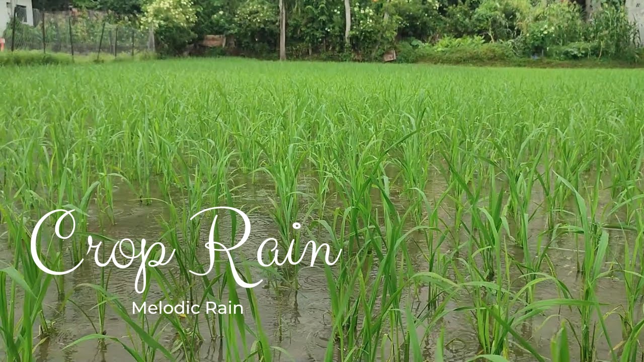 8 hours of Gentle Rain on Crop Fields, Monsoon Rainfall, Rain on Crops ...
