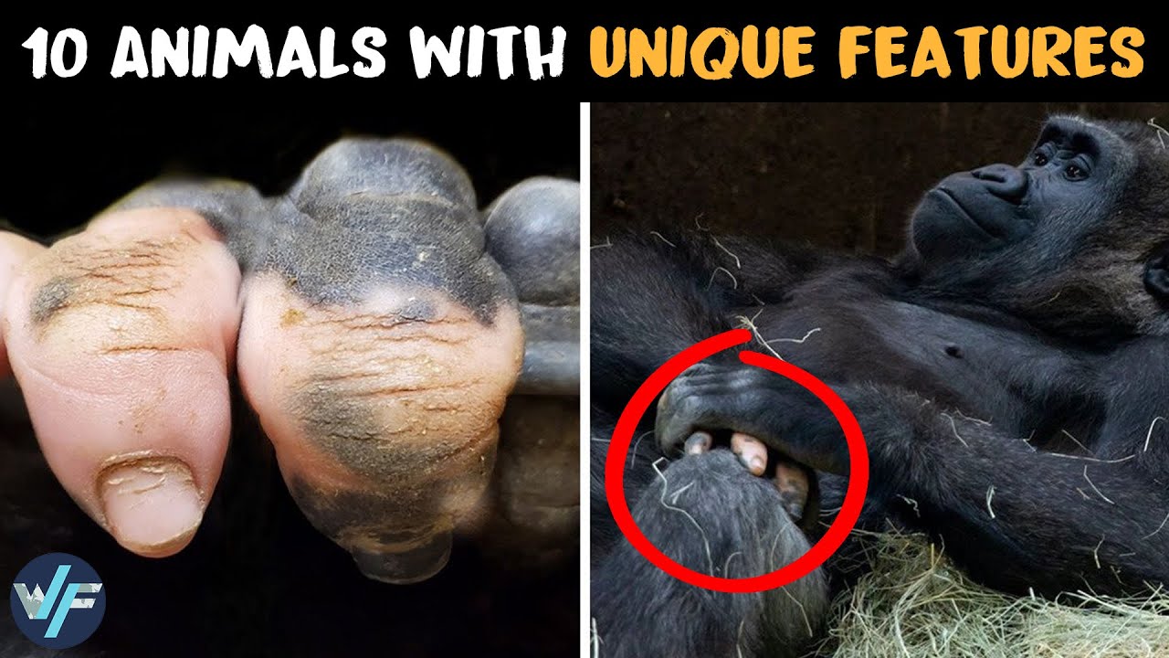 10 Animals with Unique Features - YouTube